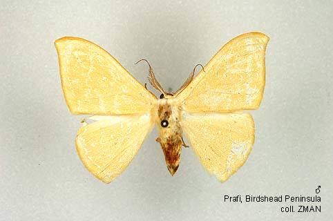 Papua Insects Foundation (Lepidoptera/Drepanidae/Drepaninae: Tridrepana ...